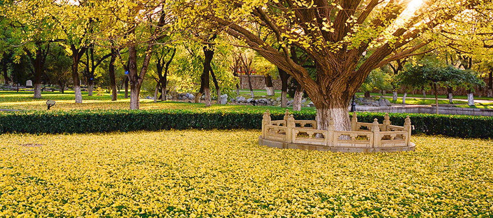 北京大学邮件系统 Peking University WebMail